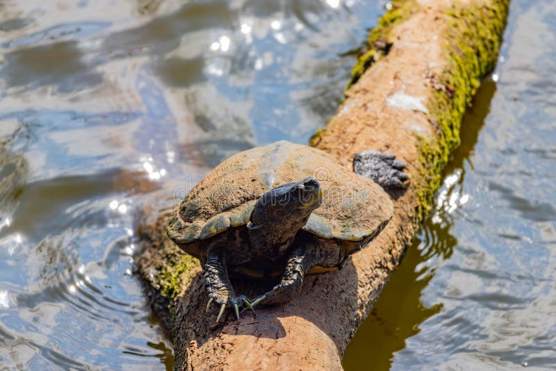 Close Up Shot of Turtle Resting in Martin Nature Park Stock Photo ...