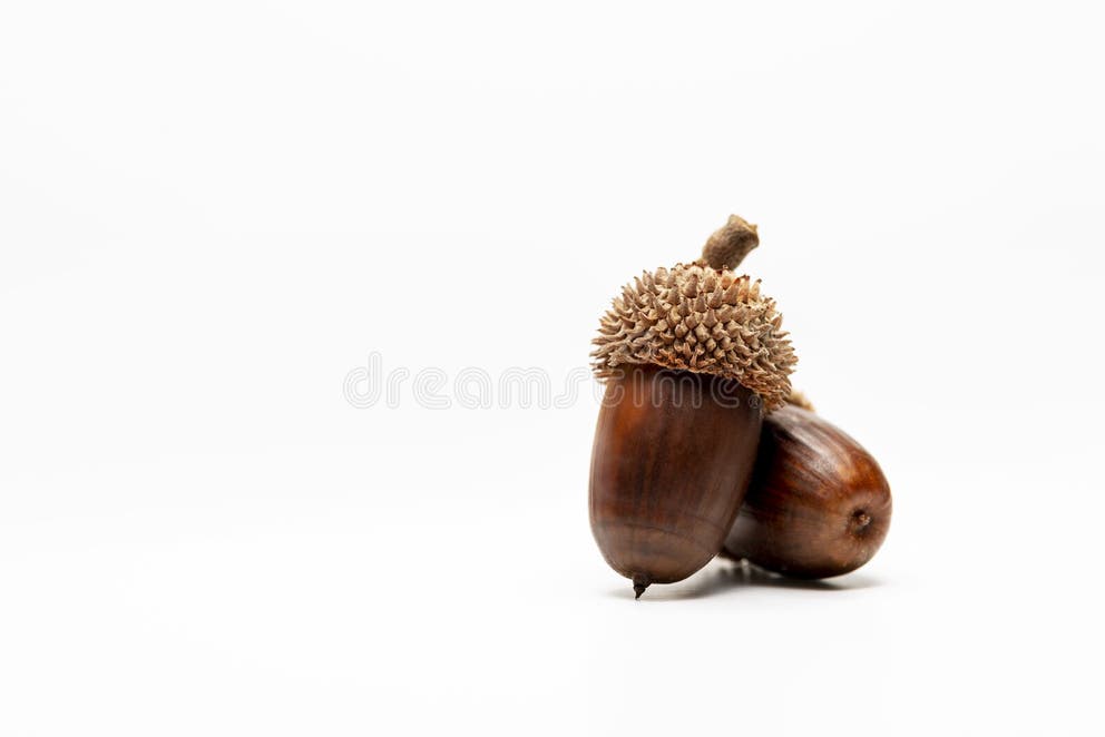 Close up shot two acorns stock image. Image of acorns - 166101963