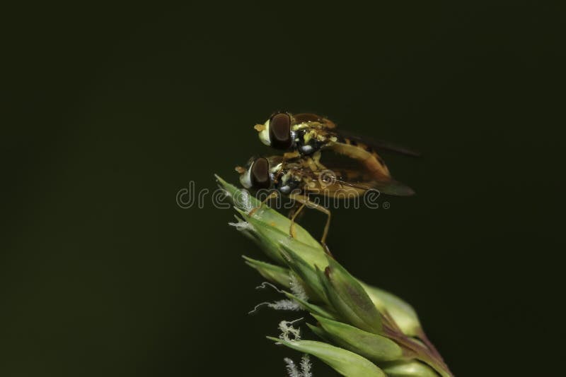 Close-up of Flies on Sandwich Bread Stock Image - Image of ...