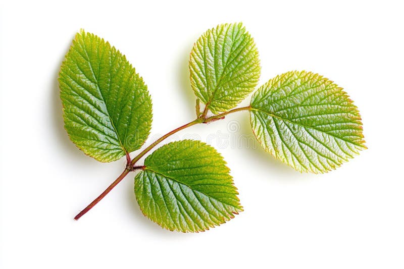 Close-up Shot of Two Green Leaves on a White Background Stock Image ...