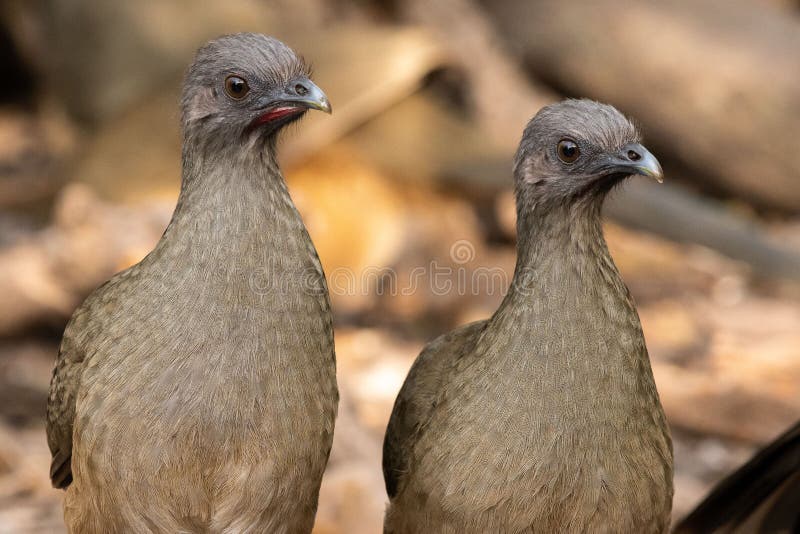 Close-up Shot of Two Plain Chachalaca Birds (Ortalis Vetula) Looking ...