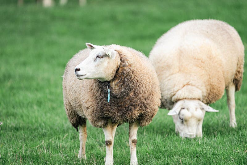 Close-up Shot of Two Sheep Standing on the Grass Stock Image - Image of ...