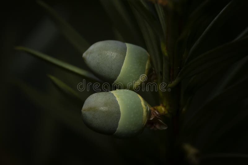 Close Up Shot of Two Young Acorns on the Tree Stock Image - Image of ...