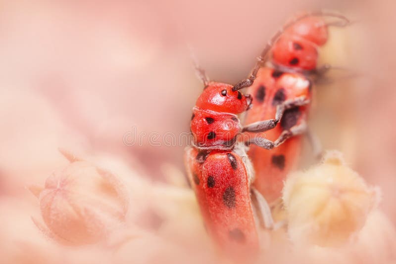 Two Young Box Elder Bugs on a Plant Stock Image - Image of cute ...