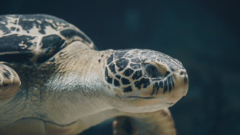 Close Up Shot of Underwater Sea Turtle Stock Photo - Image of tortoise ...