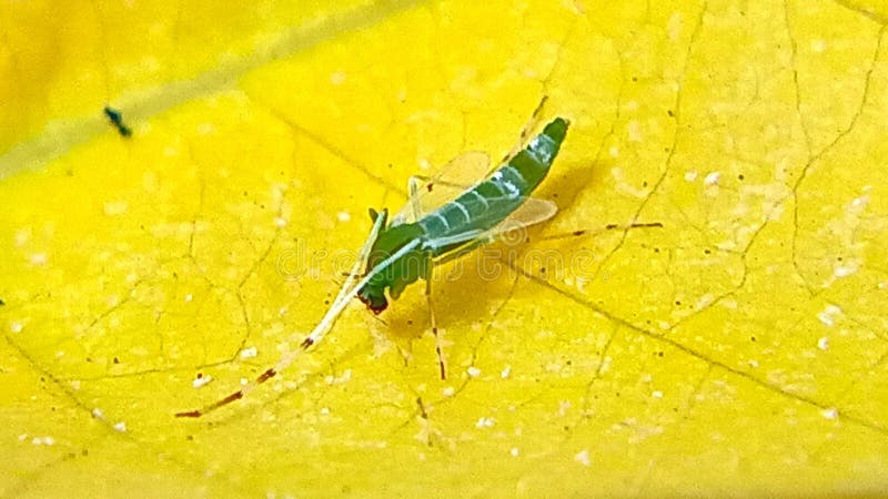 A Close Up Shot a Unique Green Mosquito Stock Image - Image of predator ...