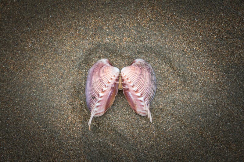 Close-up Shot of a Veneridae on the Sand Stock Image - Image of ...