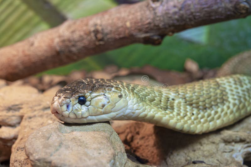 Close-up Shot of a Venomous Cobra Snake Crawling Over Rocks Stock Image ...