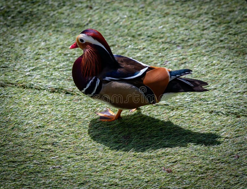 Close Up Shot of a Walking Mandarin Duck in the Sun. Stock Photo ...