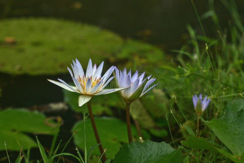 Close-up Shot of Water Lilies Growing in a Pond Stock Photo - Image of ...