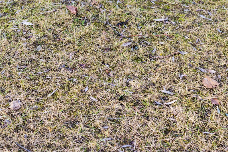 Close Up Shot of the Weed Grass. Texture Stock Photo - Image of prickly ...