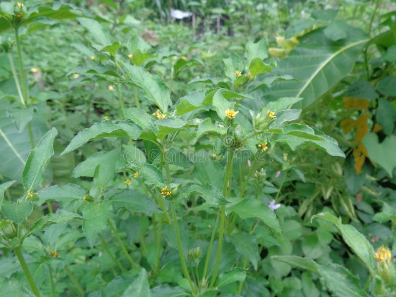 Close Up Shot Weeds with Nature Background Stock Photo - Image of ...