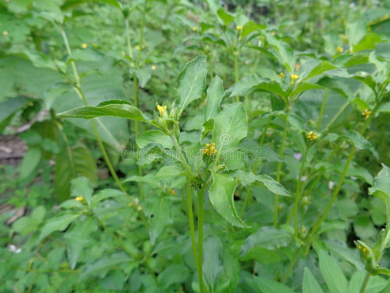 Close Up Shot Weeds with Nature Background Stock Image - Image of macro ...