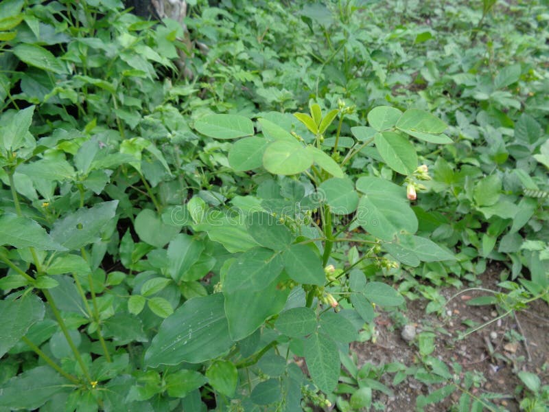 Close Up Shot Weeds with Nature Background Stock Photo - Image of ...