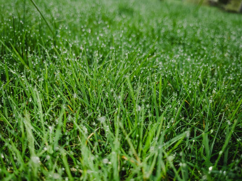 Close-up Shot of Wet Grass Texture Stock Photo - Image of growth ...