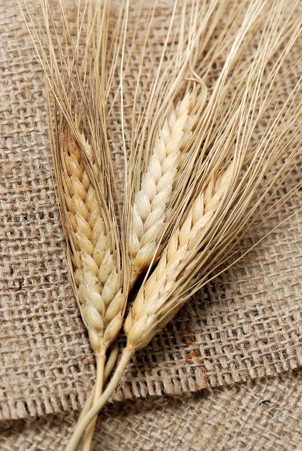 Wheat stack stock photo. Image of cereal, fall, golden - 6734502