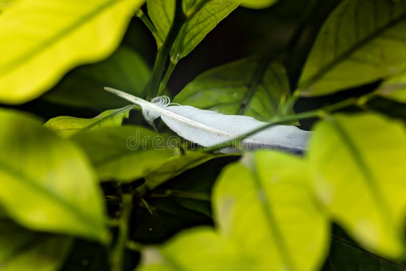 Close-up Shot of a White Feather on the Green Leaves Stock Image ...