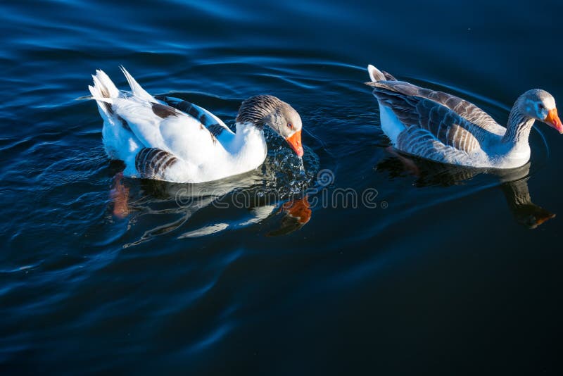 Close Up Shot of White Geese in a Clear Blue Lake Stock Photo - Image ...