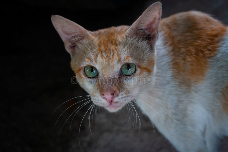 Close-up Shot of a White and Ginger Cat Staring at the Camera Stock ...
