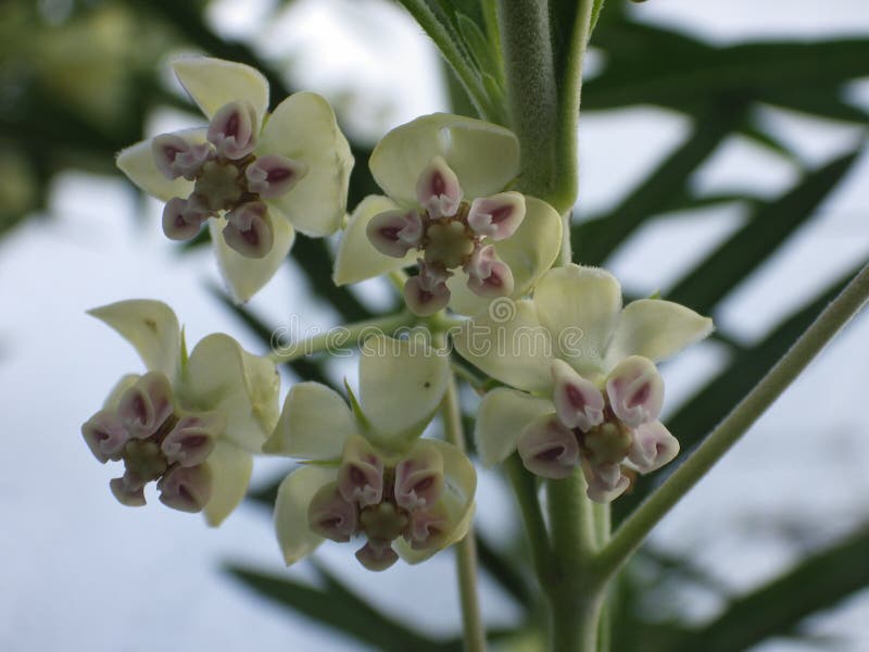 Hoya flower stock image. Image of carnosa, blossoming - 35303495