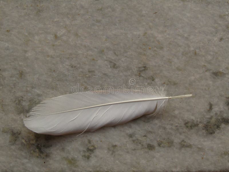 Close Up Shot of White Pinch and Best Background. Stock Image - Image ...