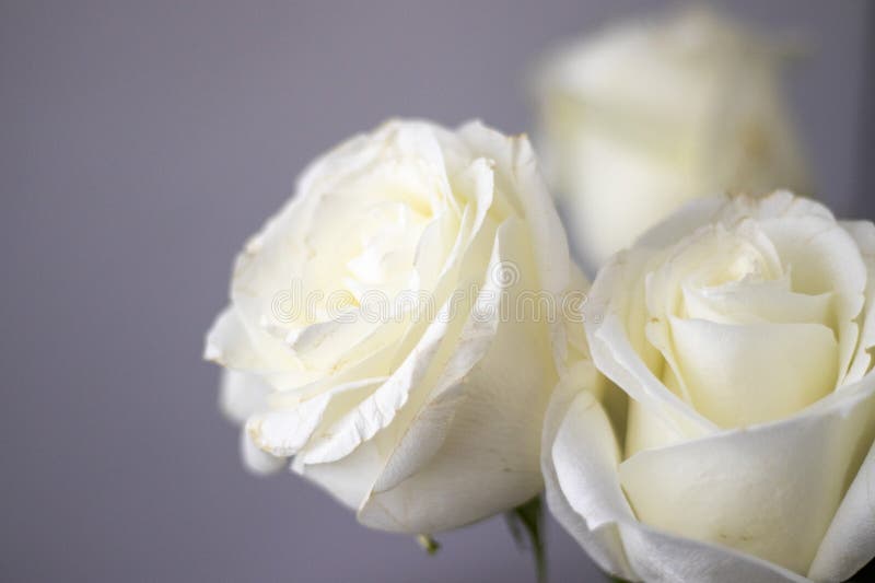 Close Up Shot of the White Roses. Decor Stock Image - Image of thor ...