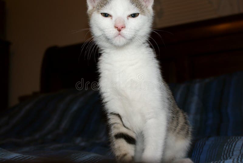 Fiona stock image. Image of farm, baby, stripes, feral - 176285915