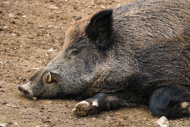 Close-up Shot of a Wild Boar Laying on the Ground Stock Photo - Image ...