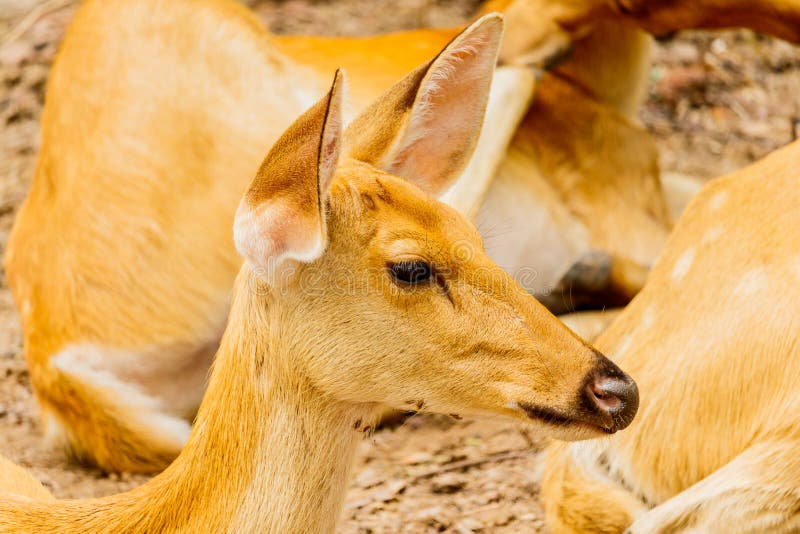 Close Up Shot of a Wild Deer in Forest. Stock Image - Image of wild ...