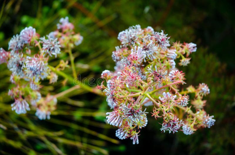 Close-up Shot of Wild Flowers Growing in a Field Stock Image - Image of ...