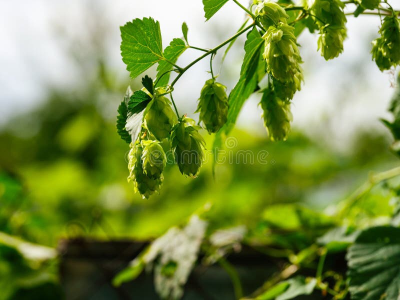 A Close-up Shot of Wild Hops Cones in Nature Stock Photo - Image of ...