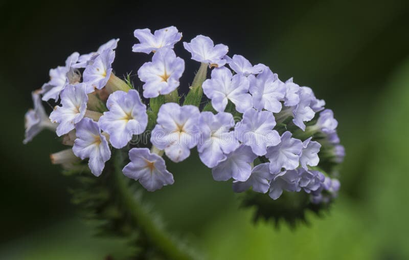 Close Up Shot of the Wild Tiny Heliotropium Indicum Flower. Stock Image ...