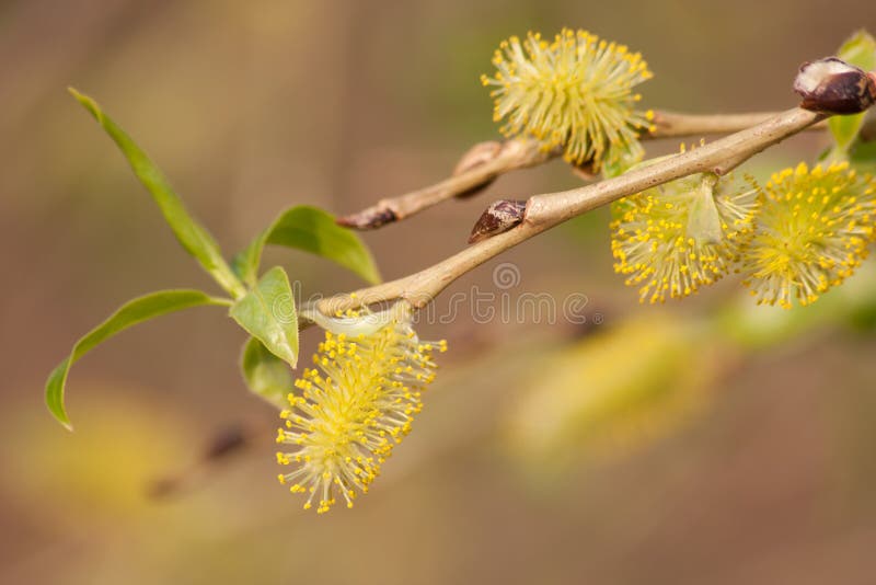 Willow branch stock photo. Image of soft, plant, willow - 30793948