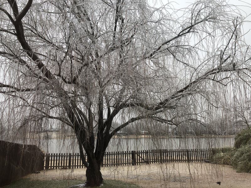 Close Up Shot of a Willow Tree with the Branches and Twigs All Coated ...