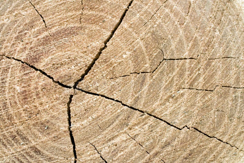Close Up Shot of a Wood Log Stock Image - Image of natural, closeup ...