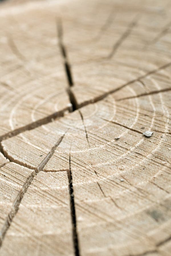 Close Up Shot of a Wood Log Stock Photo - Image of industry, annual ...