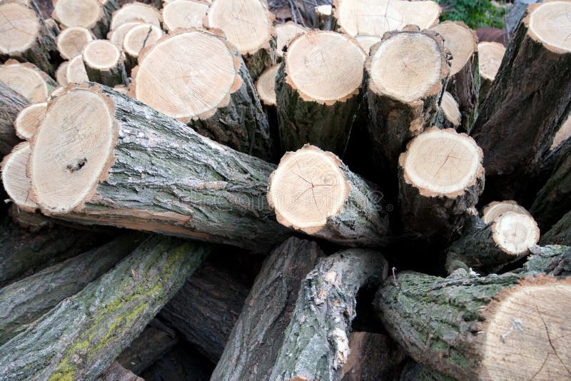 Close up shot of wood logs stock photo. Image of material - 169445508