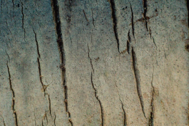 Close-up Shot Wood Tree Outer Bark in Wild Forest. Outermost Layer of ...
