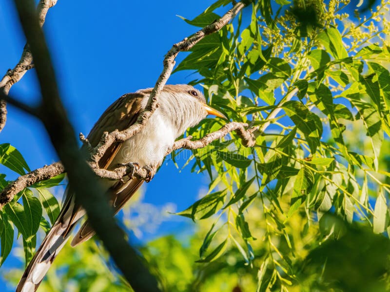 Close Up Shot of Yellow-billed Cuckoo Stock Image - Image of americanus ...