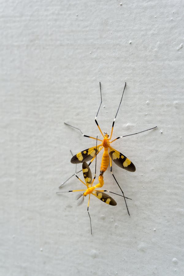 A Close Up Shot of Yellow Crane Flies Mating on a White Wall Stock ...