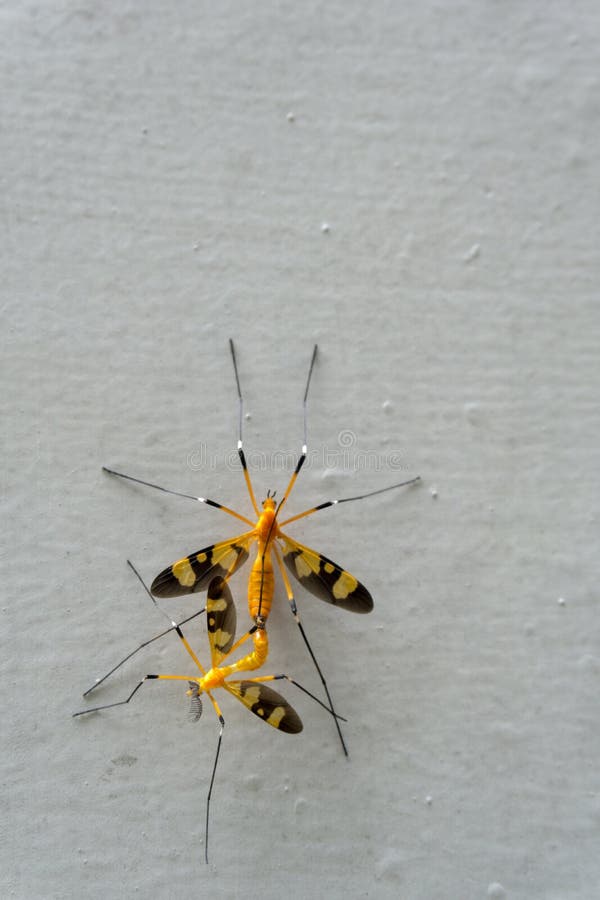 A Close Up Shot of Yellow Crane Flies Mating on a White Wall Stock ...