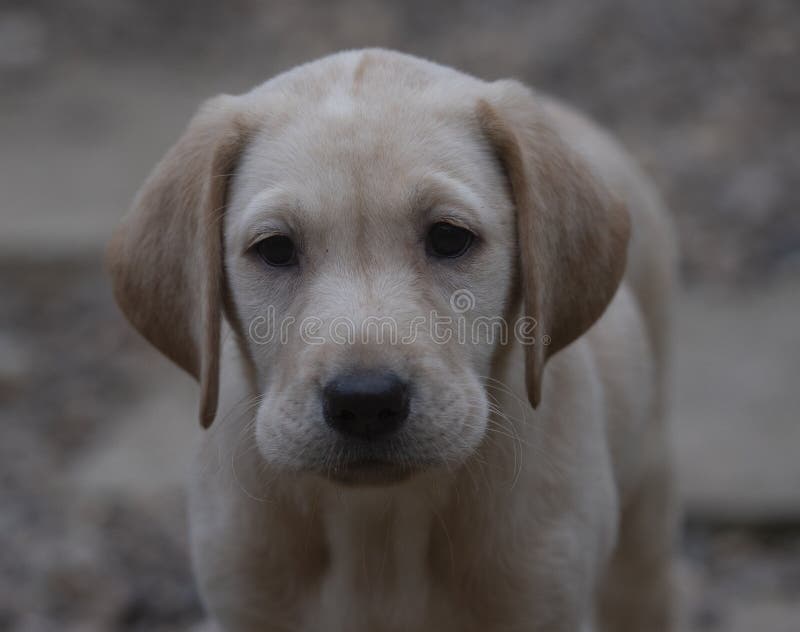 Close Up Shot of a Yellow Labrador Puppy Stock Image - Image of snout ...