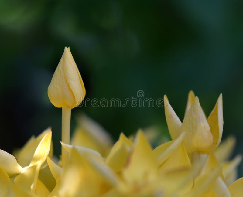 A Close Up Shot of a Yellow Needle Flower in the Garden Stock Photo ...