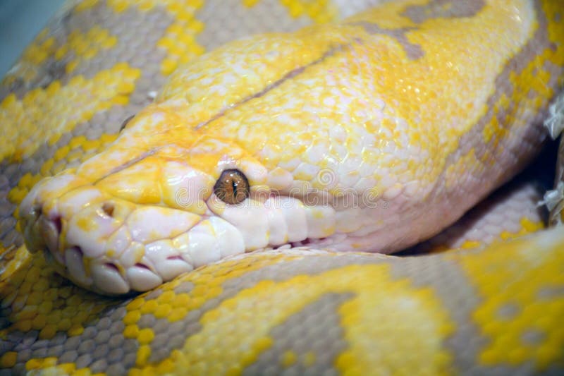 Close-up Shot of a Yellow Snake S Head, Indoor Studio Light Stock Photo ...