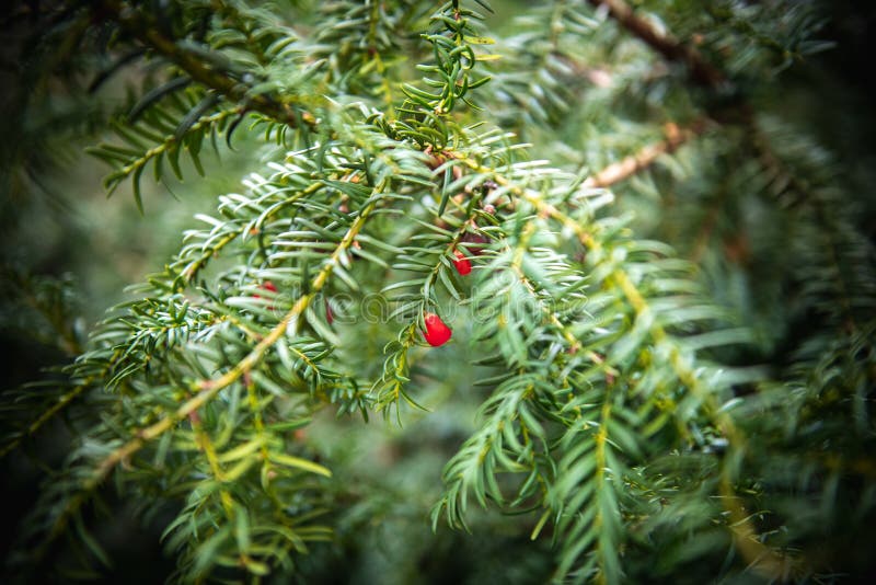 Close Up Shot of Yew Berry with Red Berries Stock Photo - Image of ...