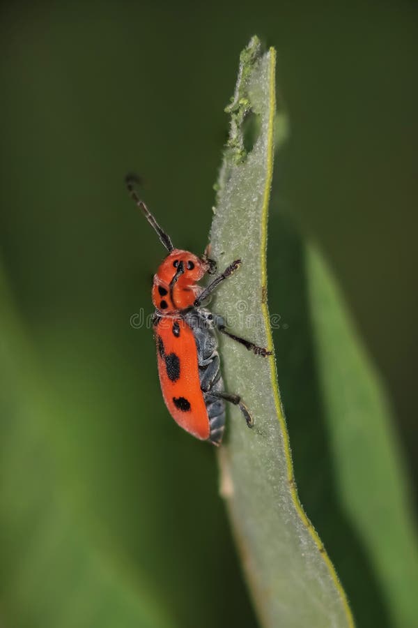 Zoom Flash Hairy Oops Stock Photos - Free & Royalty-Free Stock Photos ...