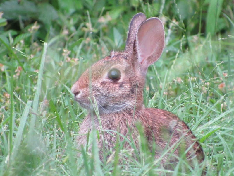Close Up Shot of a Young Bunny Stock Image - Image of grass, stilllife ...