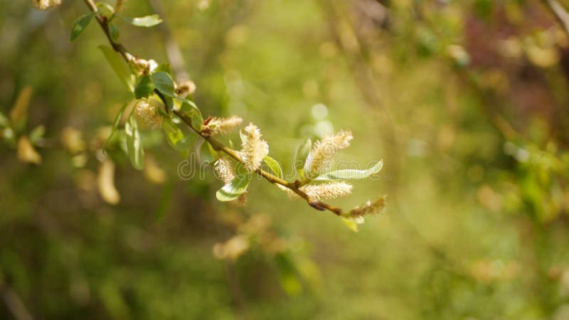 Close-up Shot of a Young Willow in April Stock Photo - Image of kittens ...