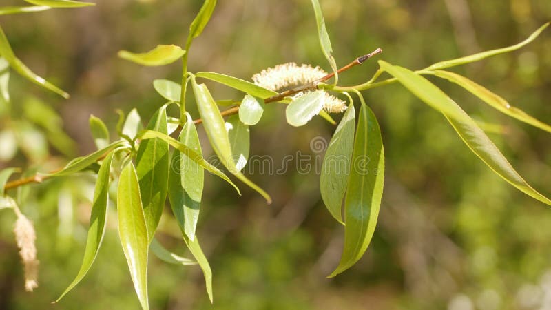 Close-up Shot of a Young Willow in April Stock Photo - Image of ...