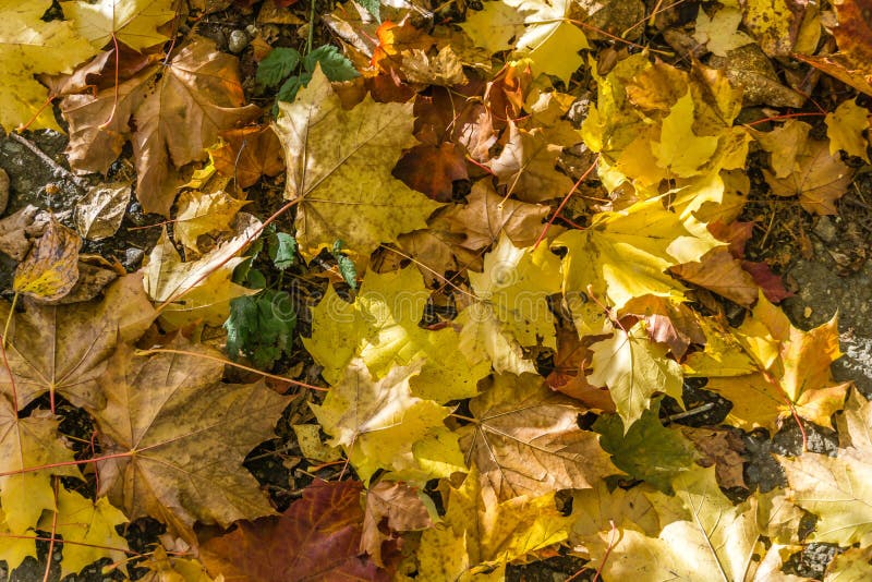 Ground Fall Leaves stock image. Image of macro, colorful - 204406309